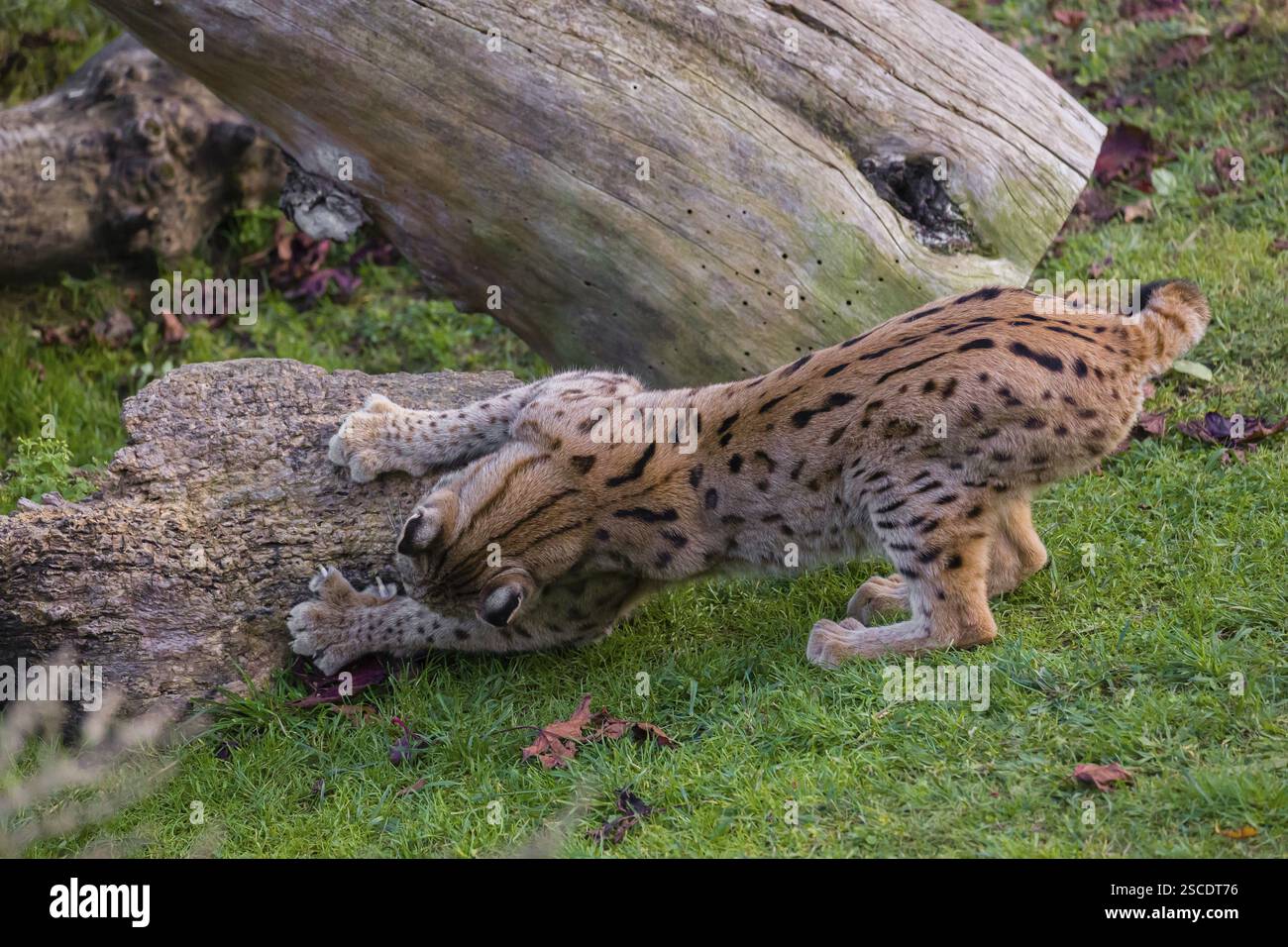 One young Eurasian lynx, (Lynx lynx), sharpens its claws on a piece of ...