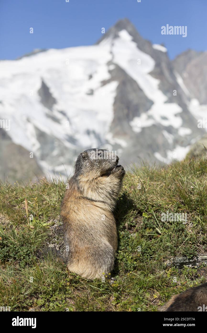 One adult Alpine Marmot, Marmota marmota, sitting in front of the Grossglockner mountain in ...
