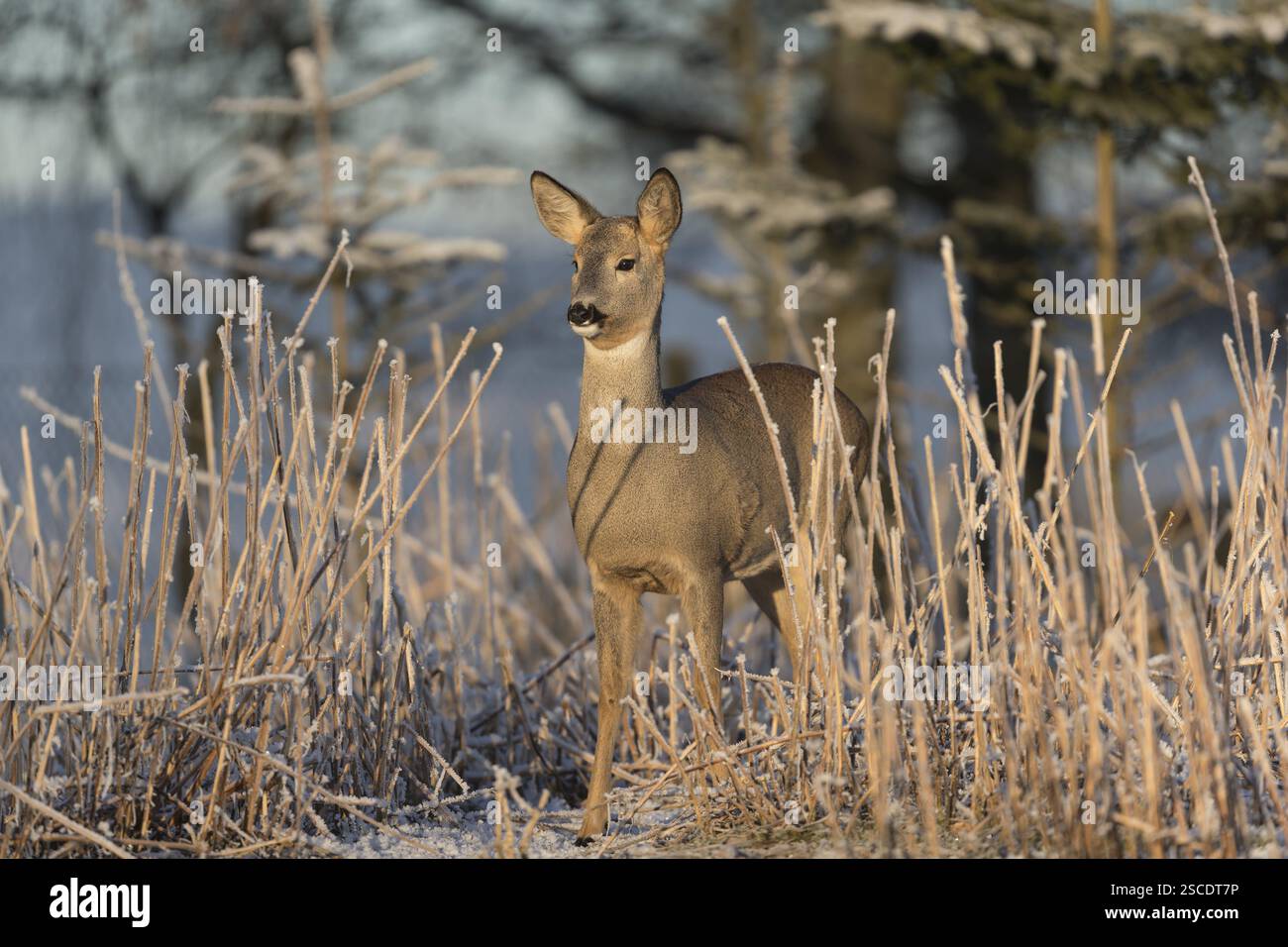 Roe deer standing in hoar frosted dead stinging nettle at minus 15 Â°C ...