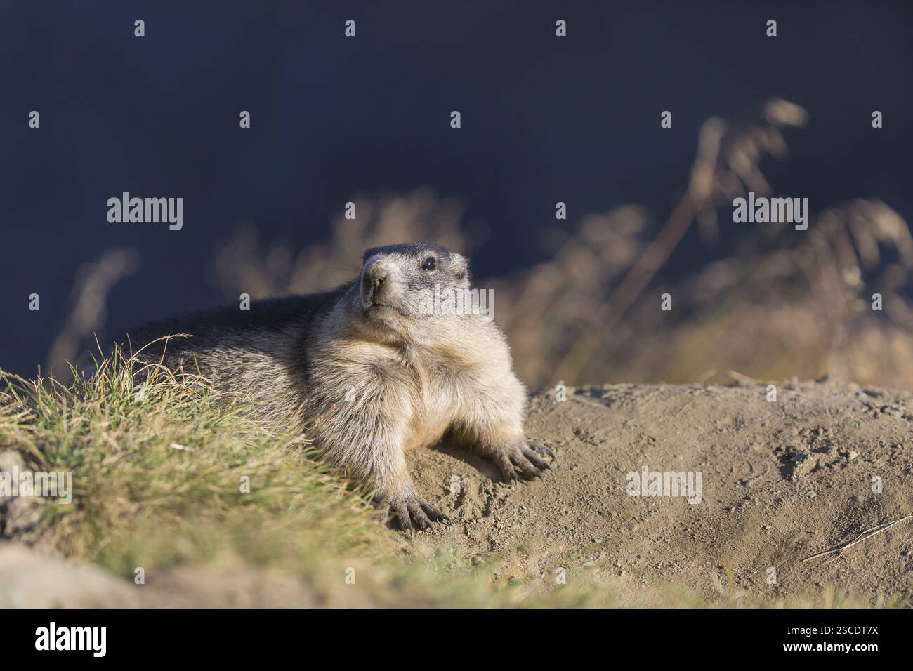 One adult Alpine Marmot, Marmota marmota, resting on a rim of a soil, observing his surrounding ...