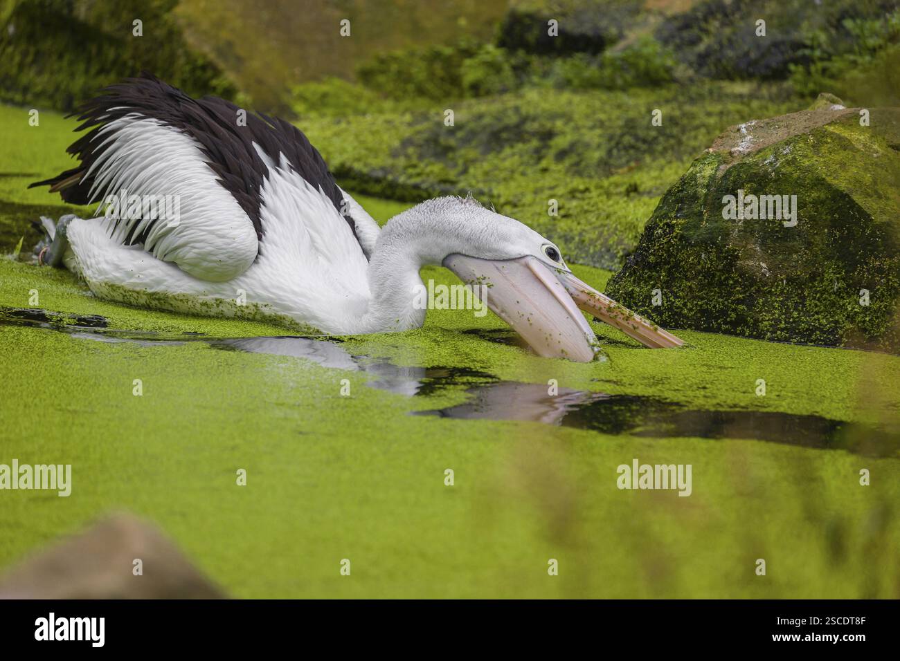 An Australian pelican (Pelecanus conspicillatus) swims in a duckweed ...