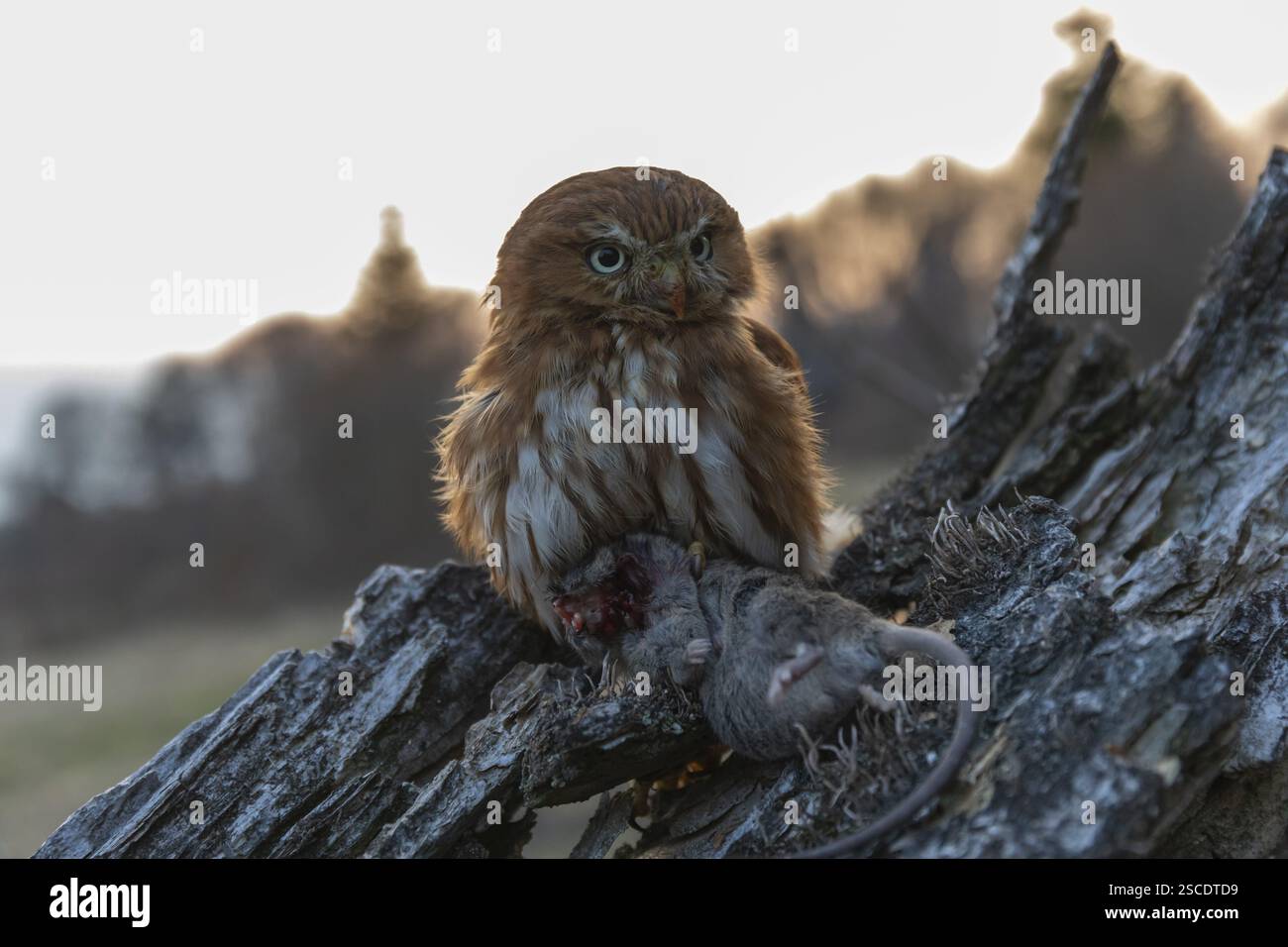 One East Brazilian pygmy owl (Glaucidium minutissimum), also known as ...