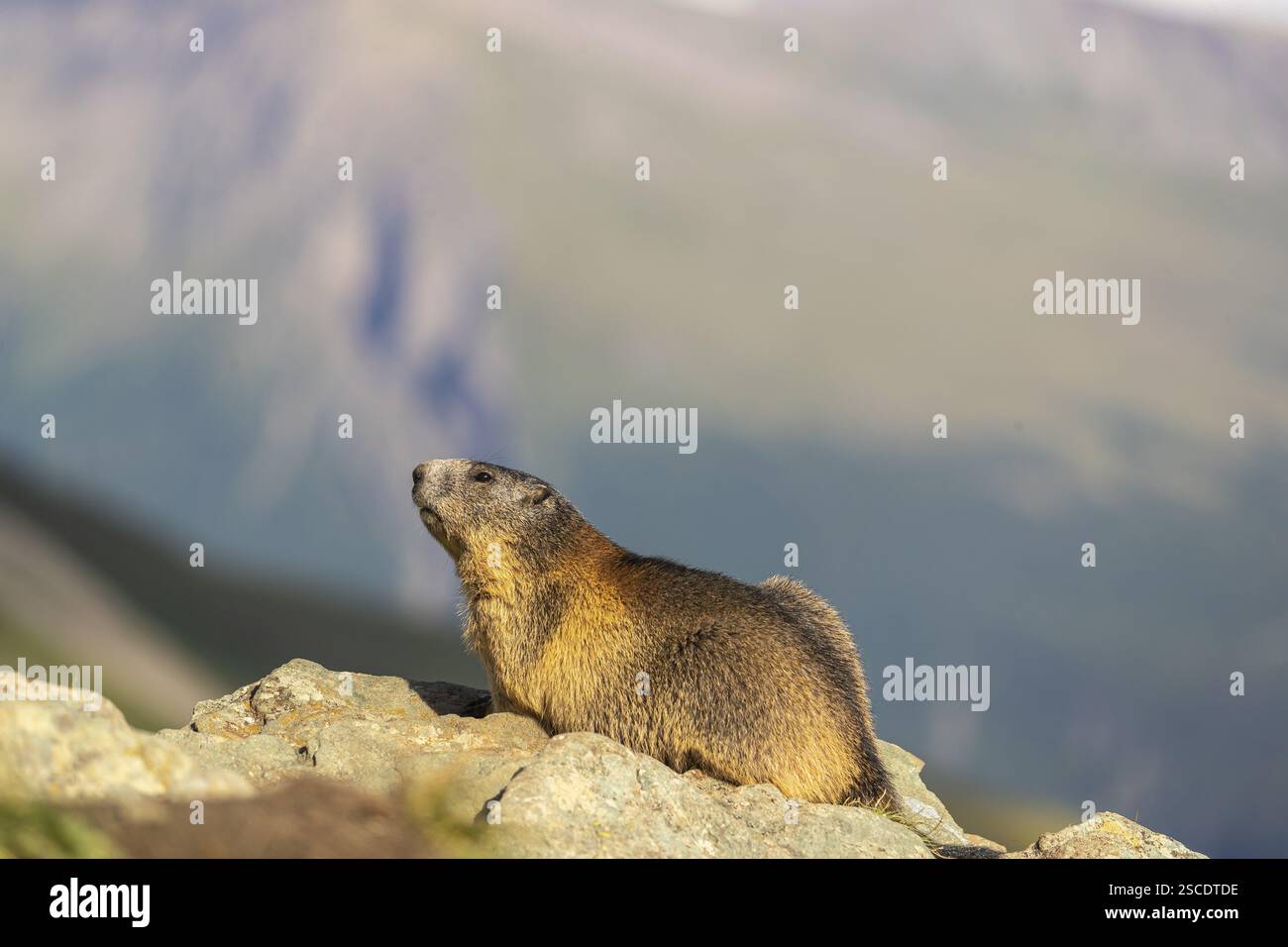 One adult Alpine Marmot, Marmota marmota resting on a rocky rim. A mountain in the distant ...