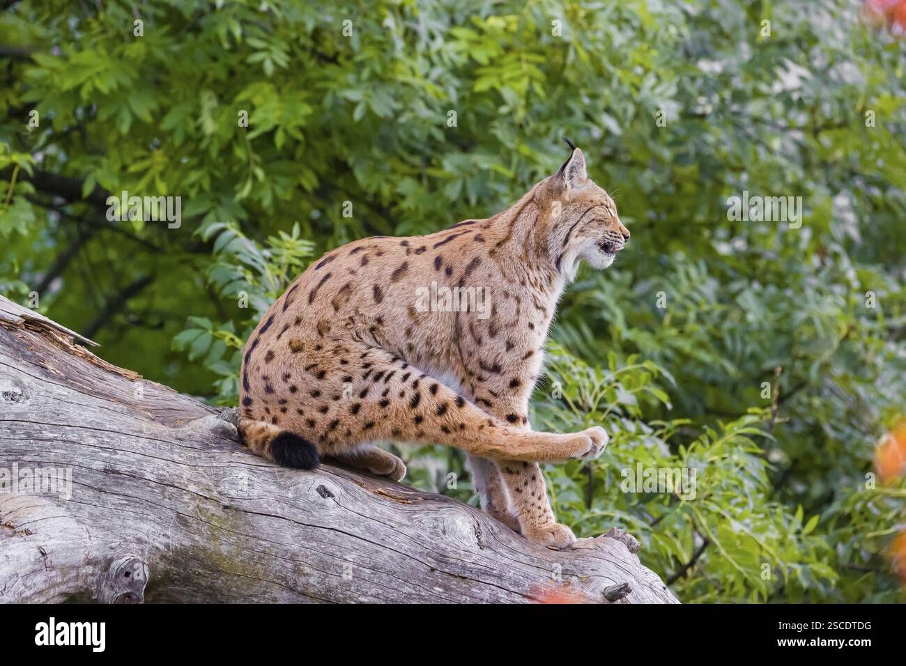 One Eurasian lynx (Lynx lynx) sits on a sloping dead tree, hidden ...