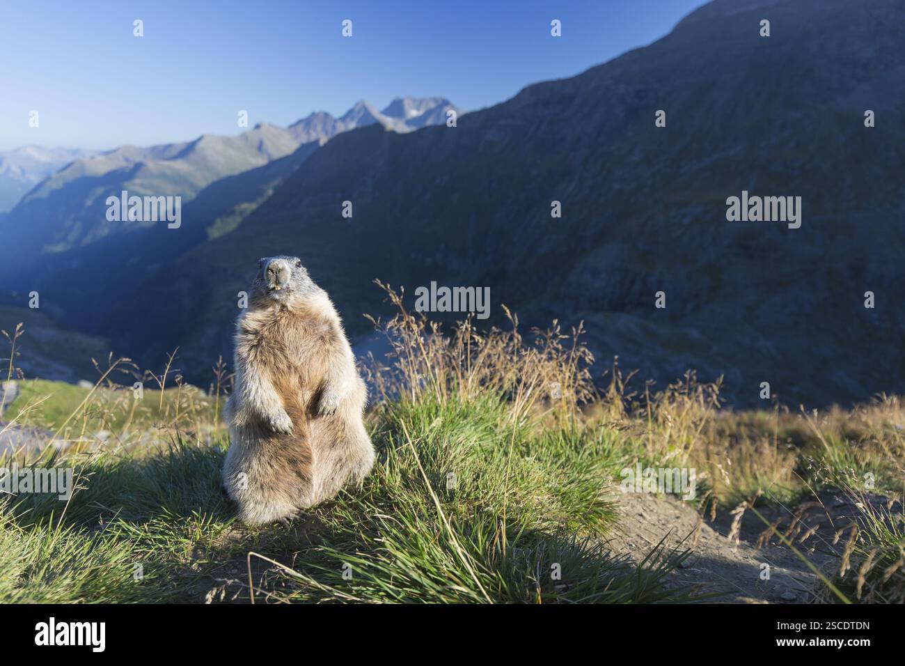 One adult Alpine Marmot, Marmota marmota, sitting erected on a rim of a ...