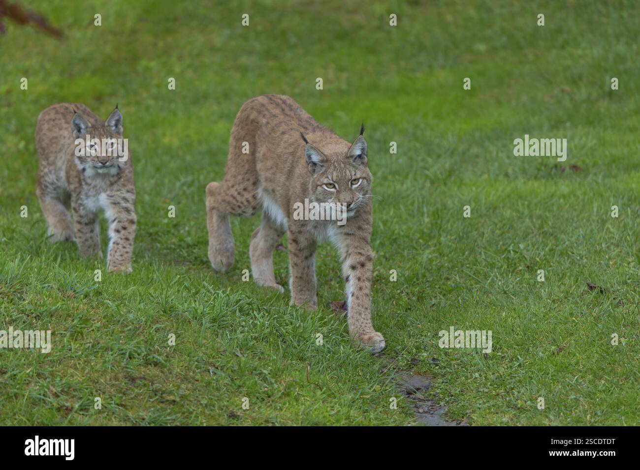 Two Eurasian lynx, (Lynx lynx), mother and cub walking on a green ...
