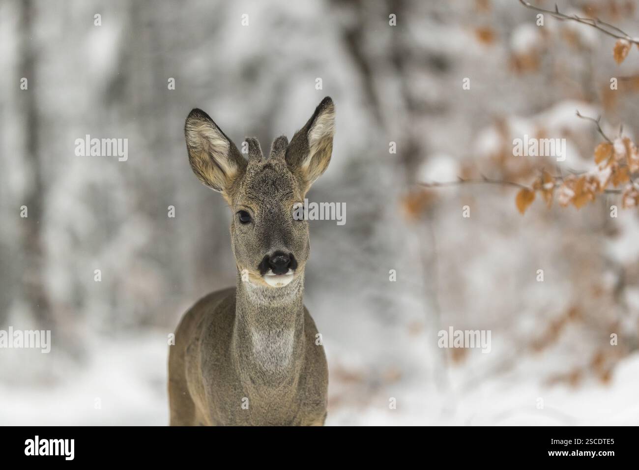 Portrait of a young male Roe Deer, Roe buck (Capreolus capreolus ...