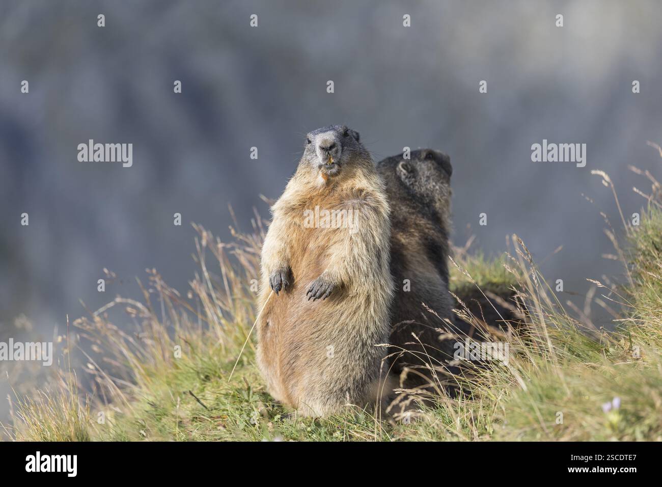 Two adult Alpine Marmots, Marmota marmota, standing erected back to back. Background grey. Early ...