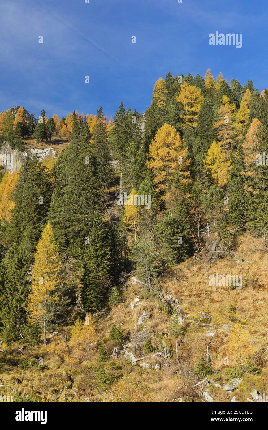 Fall foliage seen from the Malta Hochalm road. Carithia, Austria ...