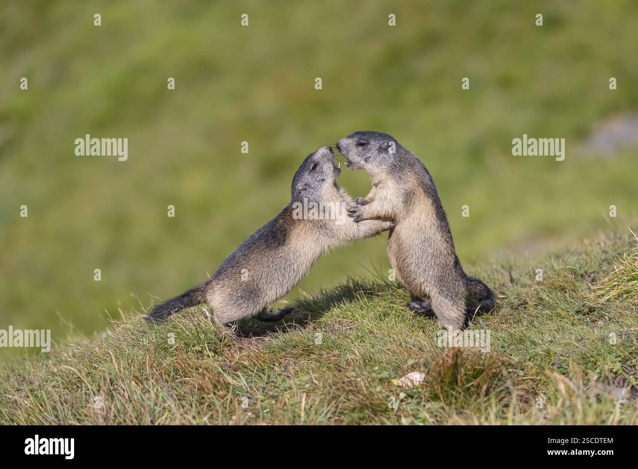 Two young Alpine Marmots, Marmota marmota, play fighting in green grass Stock Photo - Alamy