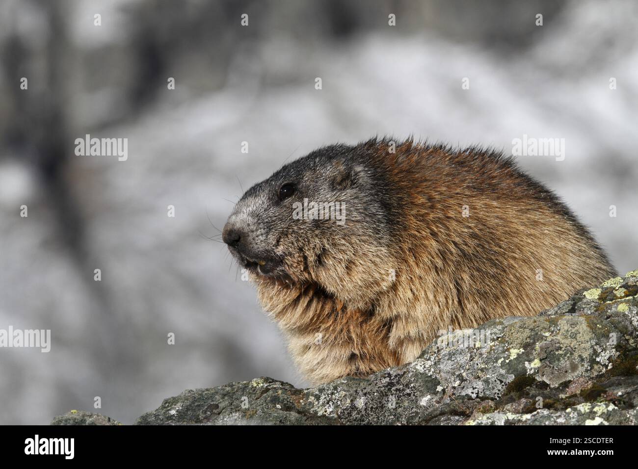 One adult Alpine Marmot, Marmota marmota, resting on a rock. A snowy mountain in the distant ...