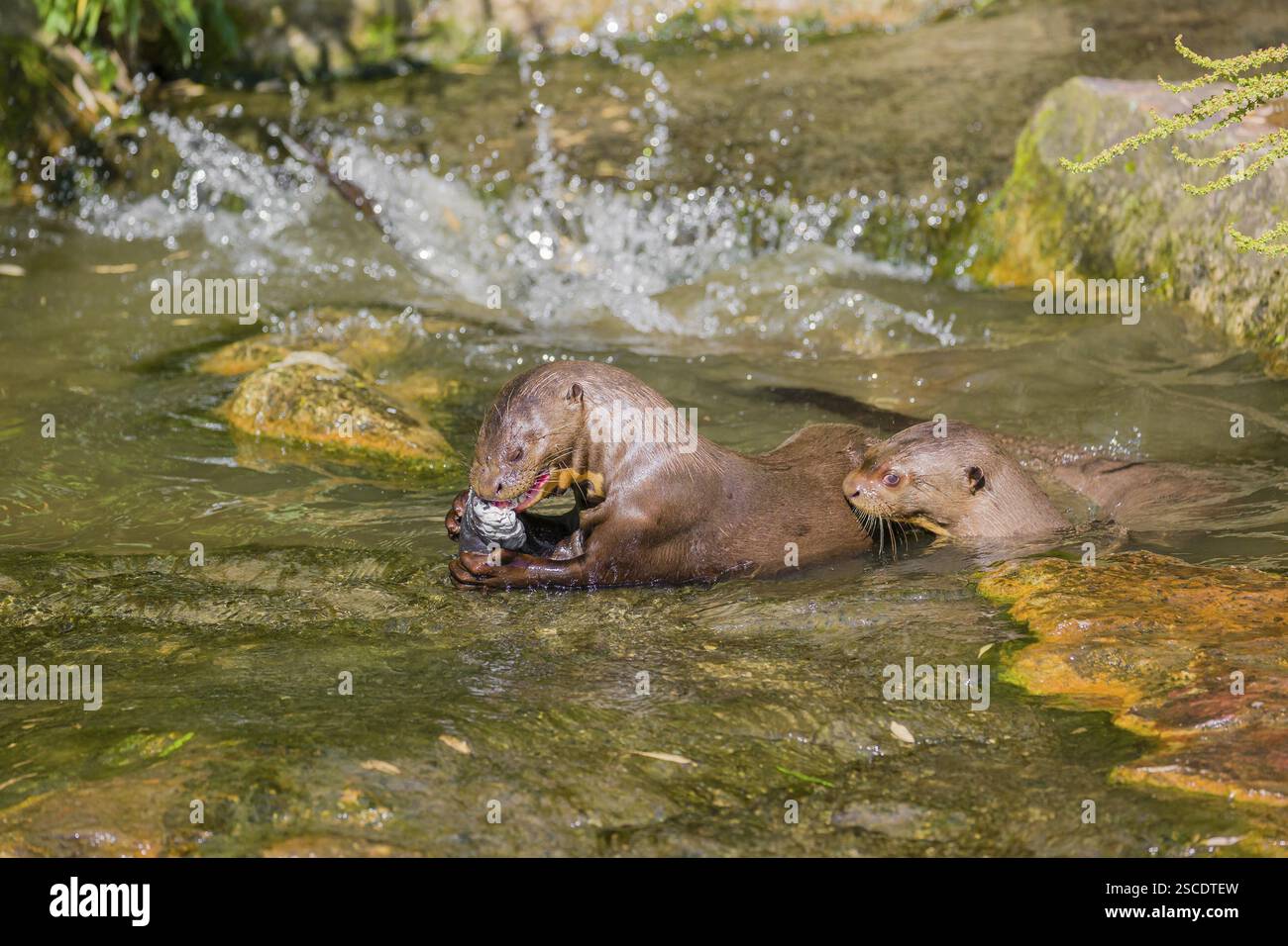 A pack of adult giant otter or giant river otter (Pteronura ...