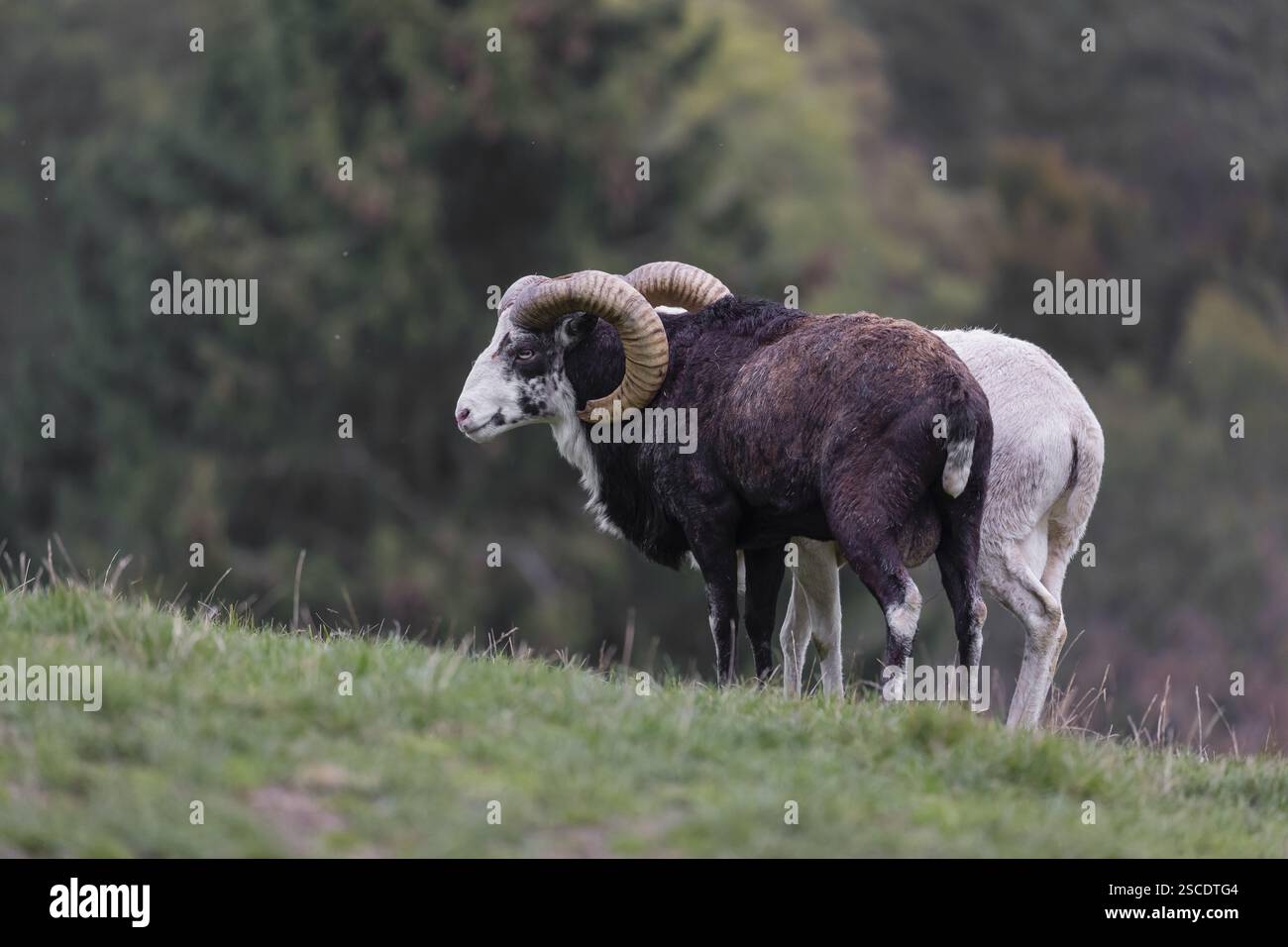 Two male snow sheep (Ovis nivicola), or Siberian bighorn sheep walk ...