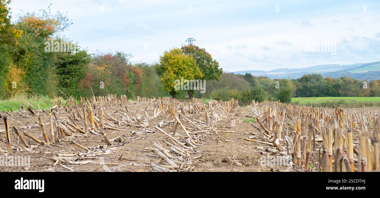 Harvested corn cob field, cultivated agriculture plants for food ...