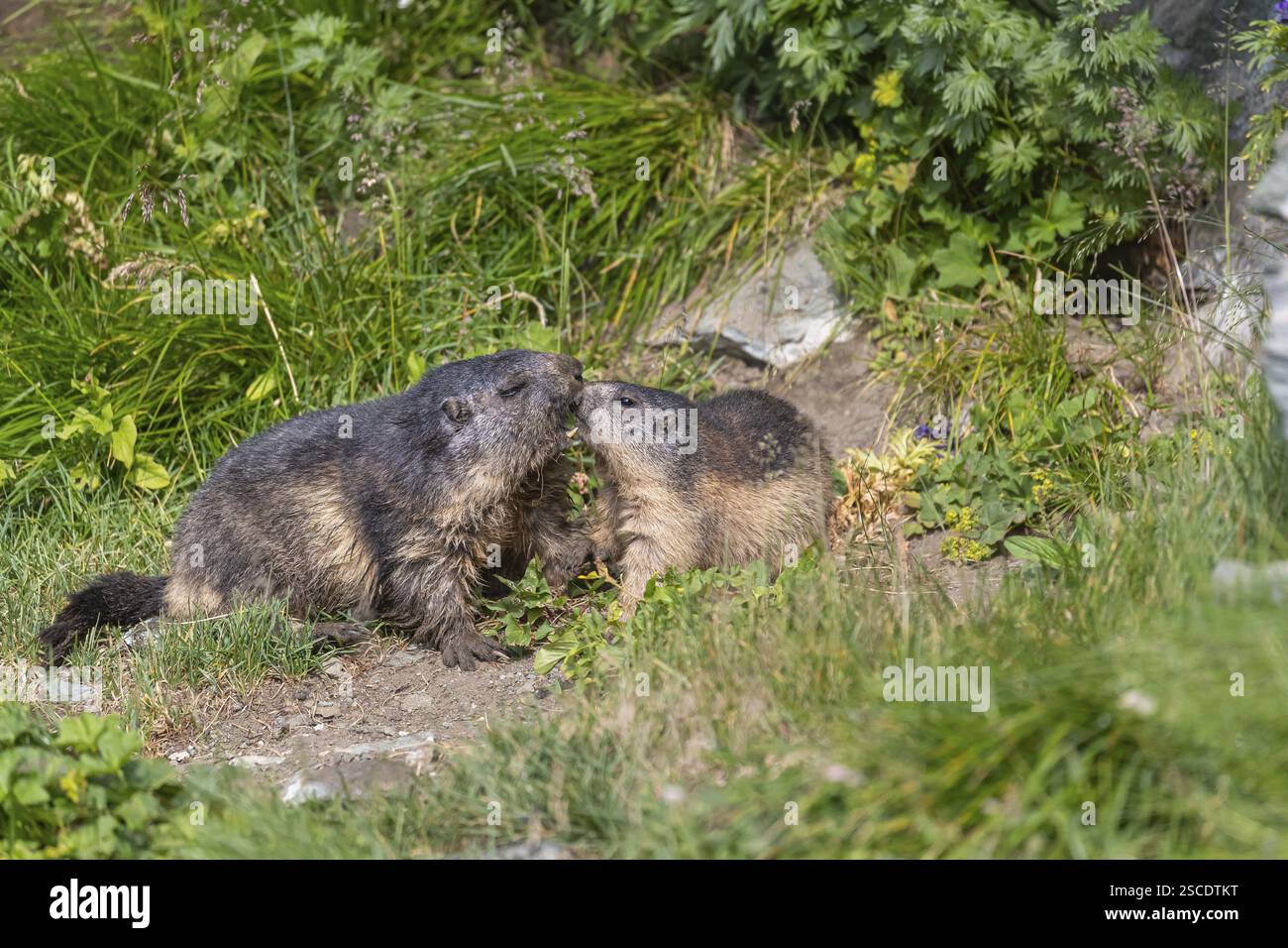 Two Alpine Marmots, Marmota marmota, sitting in front of their den on green grass Stock Photo ...