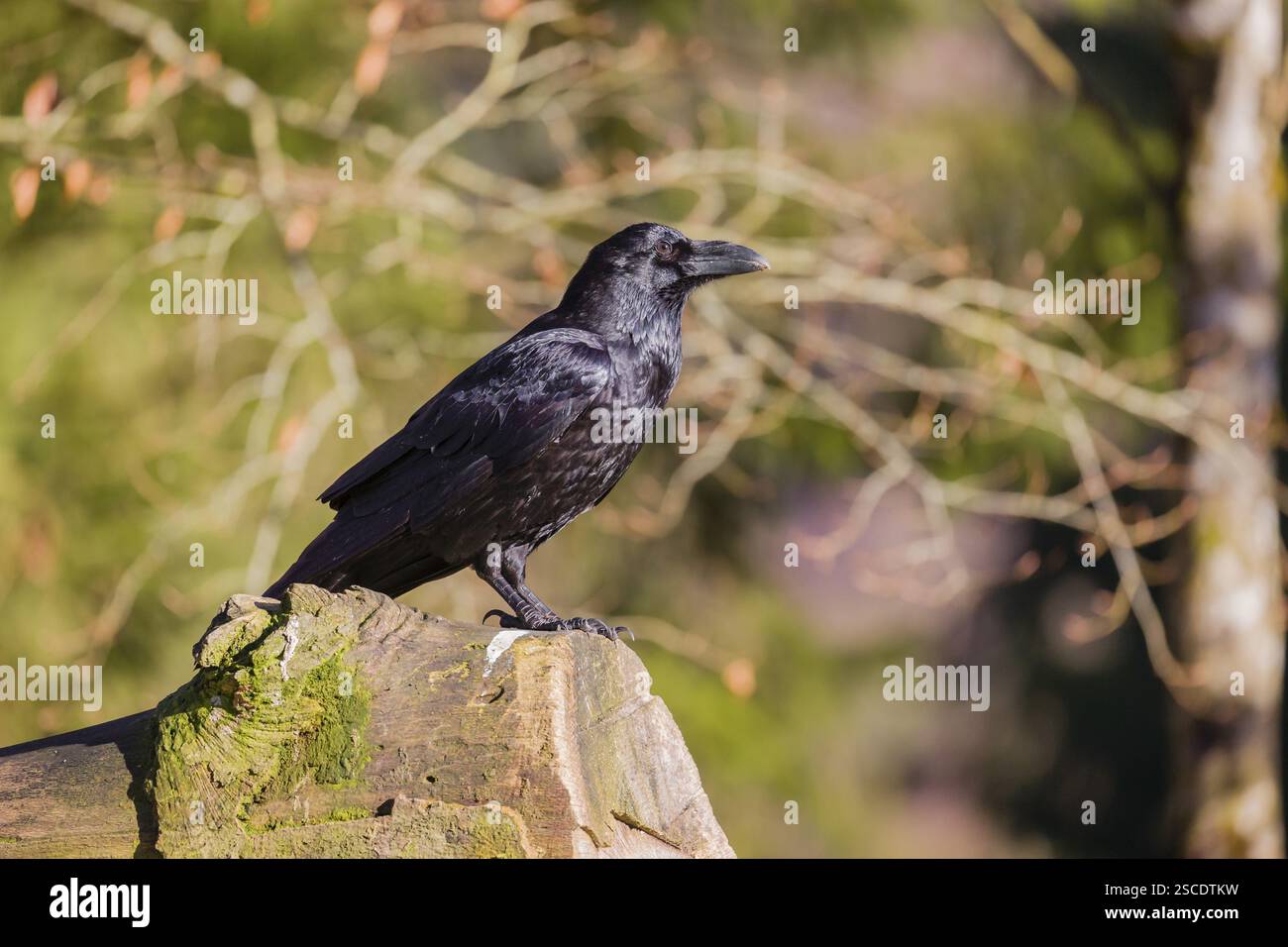 A common raven (Corvus corax) stands in bright sunlight on a log Stock ...