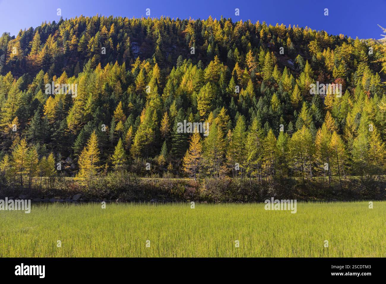 Little pond of the Malta river with a mountain forest in fall foliage ...