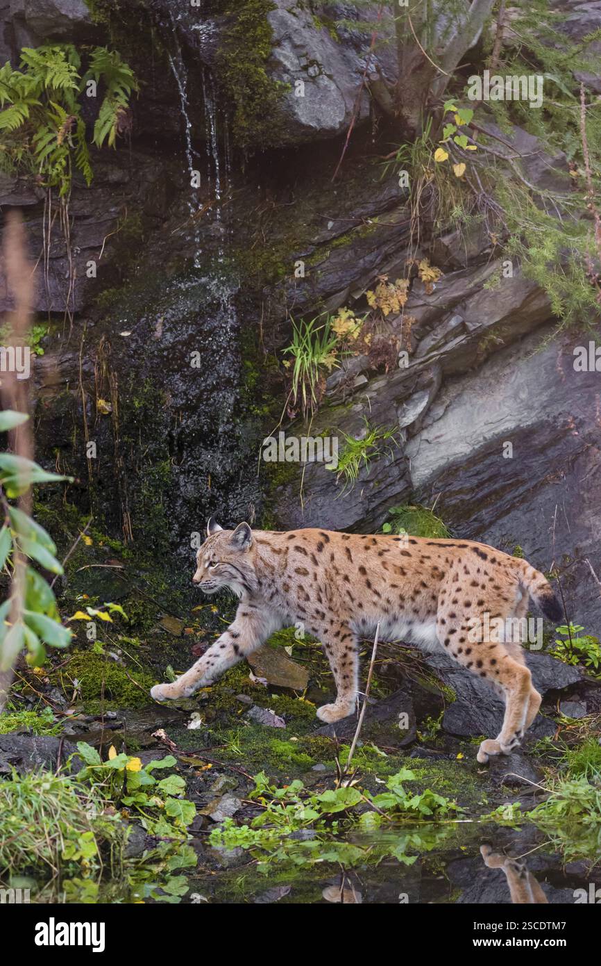 A Eurasian lynx, (Lynx lynx) runs between a small pond and a very small ...
