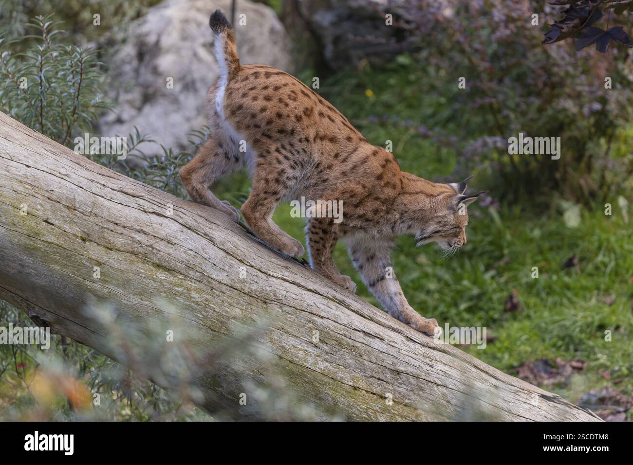 One Eurasian lynx, (Lynx lynx), walking down a fallen tree. Side view ...