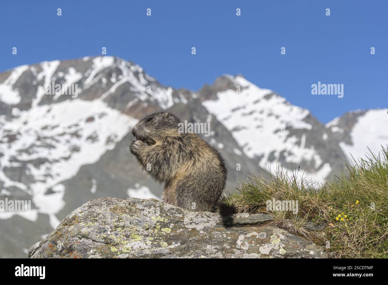 One adult Alpine Marmot, Marmota marmota sitting on a rock. Rocks and mountains in the distant ...