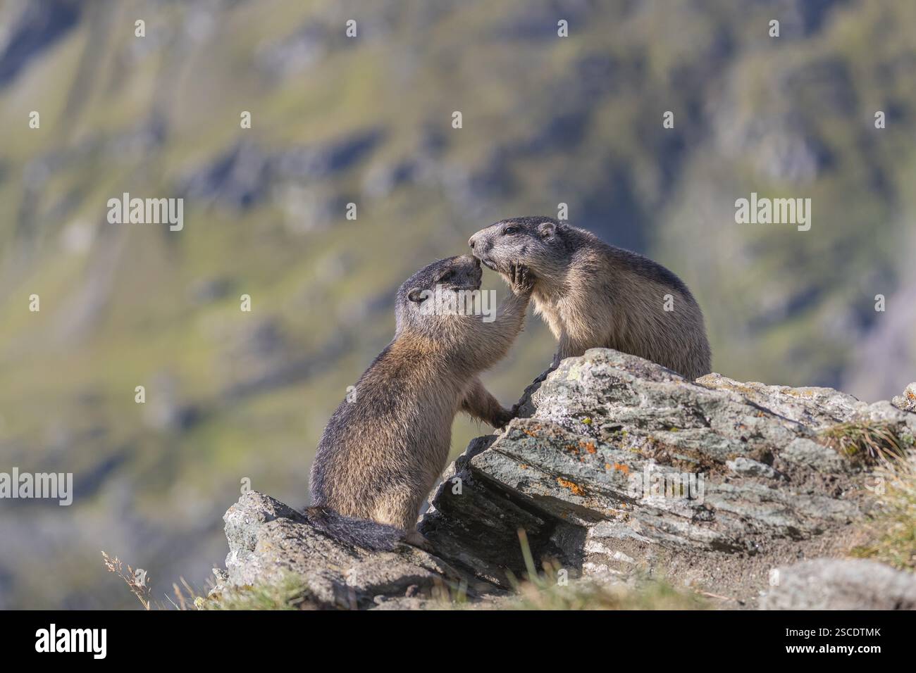 Two young Alpine Marmots, Marmota marmota, sitting nose to nose, greeting each other ...