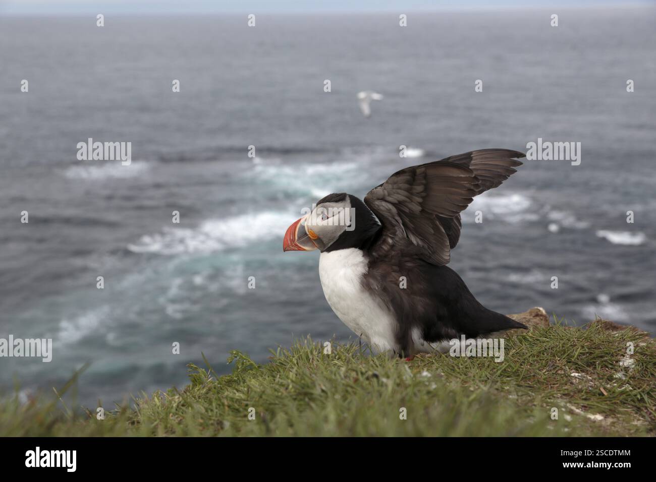Atlantic Puffin, Common Puffin. Fratercula arctica, at the cliffs of Latrabjarg, Iceland, Europe ...