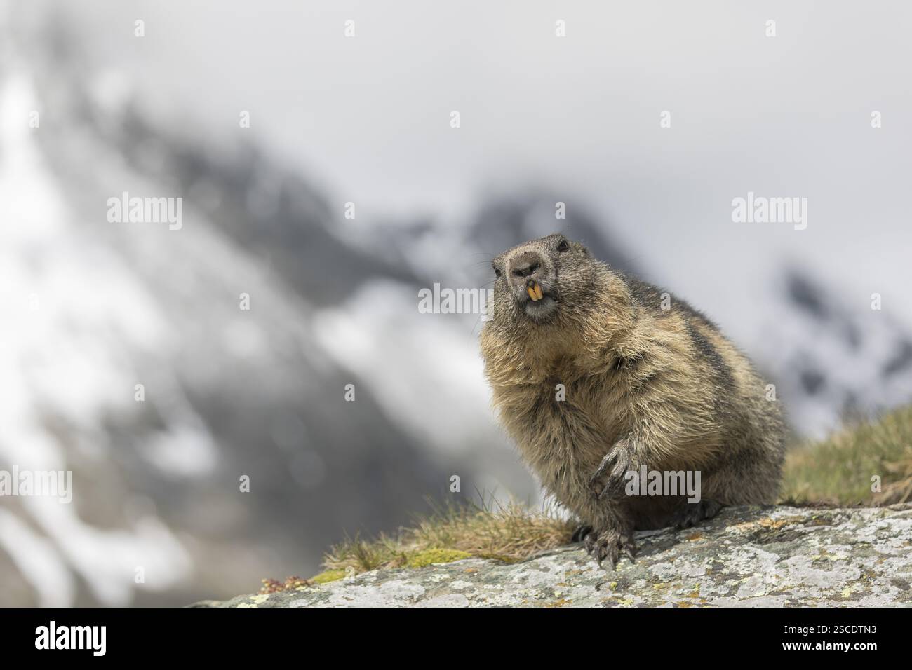One Alpine Marmot, Marmota marmota, standing on a rock with green grass and snowy mountains in ...