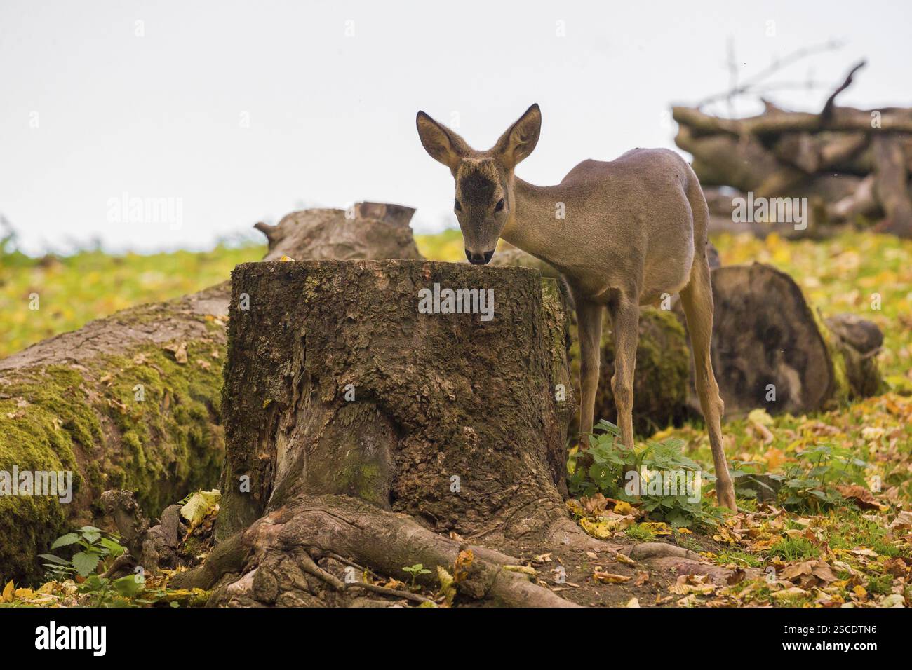 One female Roe Deer, (Capreolus capreolus), nibbles moss from a tree stump Stock Photo - Alamy