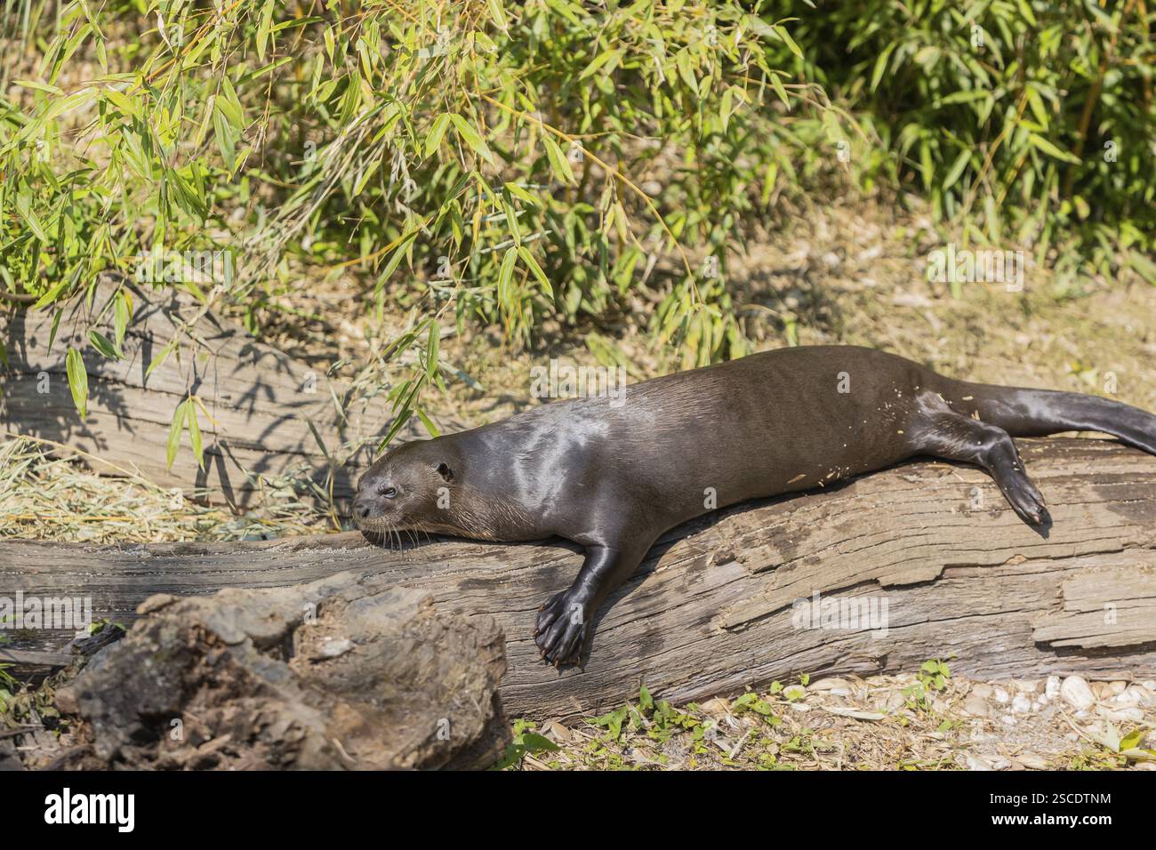One giant otter or giant river otter (Pteronura brasiliensis) resting ...
