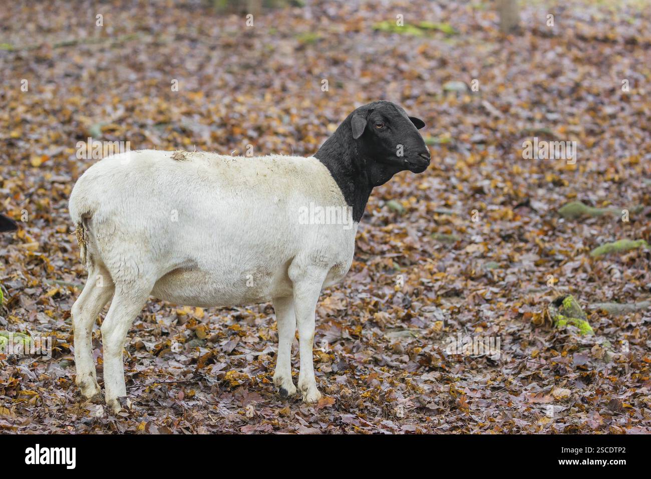 A female Blackheaded Somali Sheep, Ovis aries, stands in an open forest ...