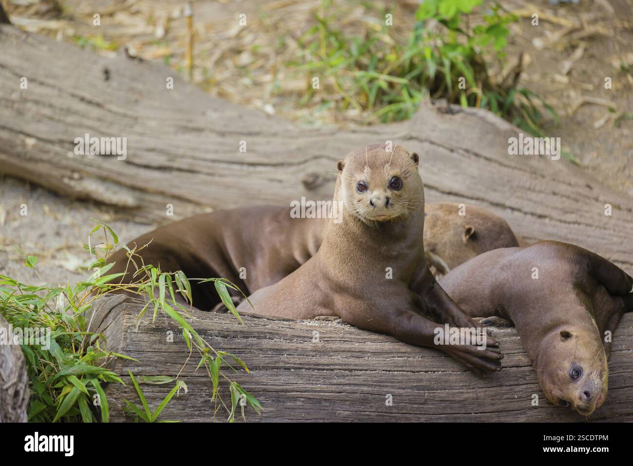 A family of giant otter or giant river otter (Pteronura brasiliensis ...