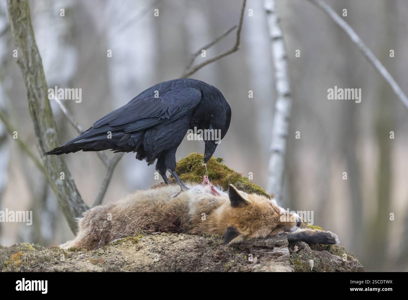 One common raven (Corvus corax), feeding on the carcass of a red fox ...