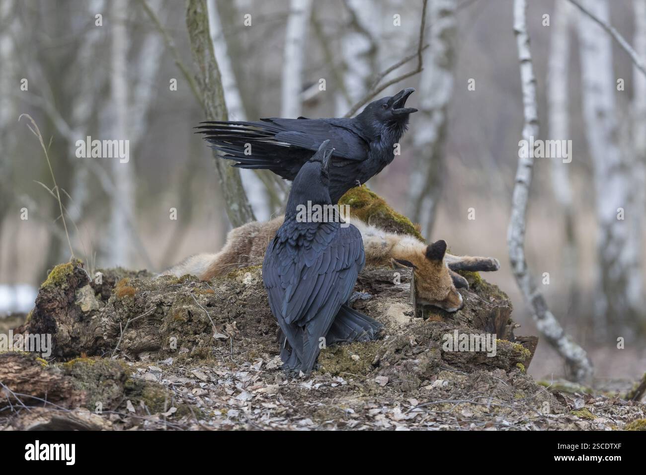 Two common raven (Corvus corax), fighting and feeding on the carcass of ...