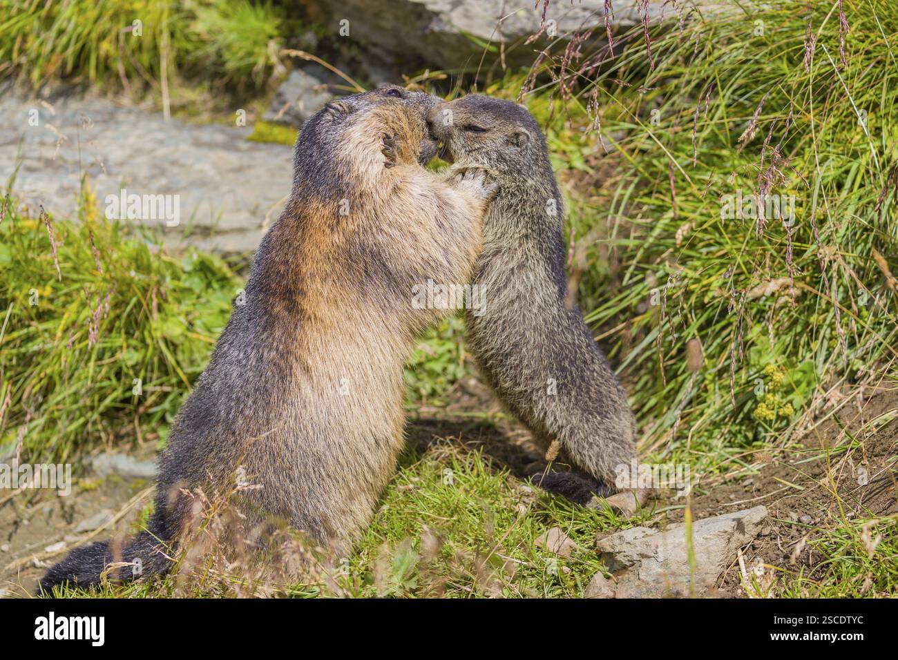 One adult Alpine Marmot, Marmota marmota, and one young marmot playing with each other Stock ...