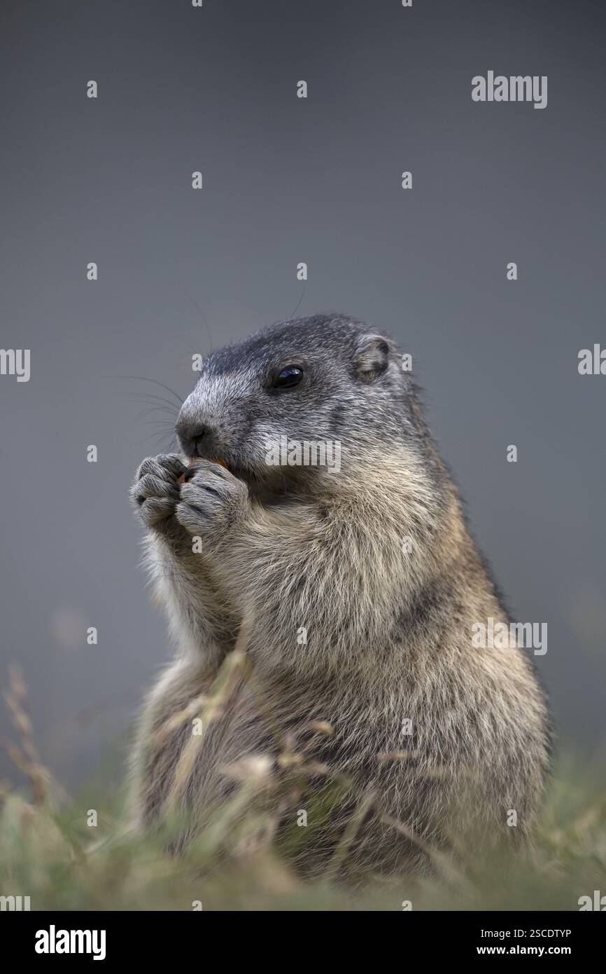 One young Alpine Marmot, Marmota marmota, sitting erected, feeding on ...