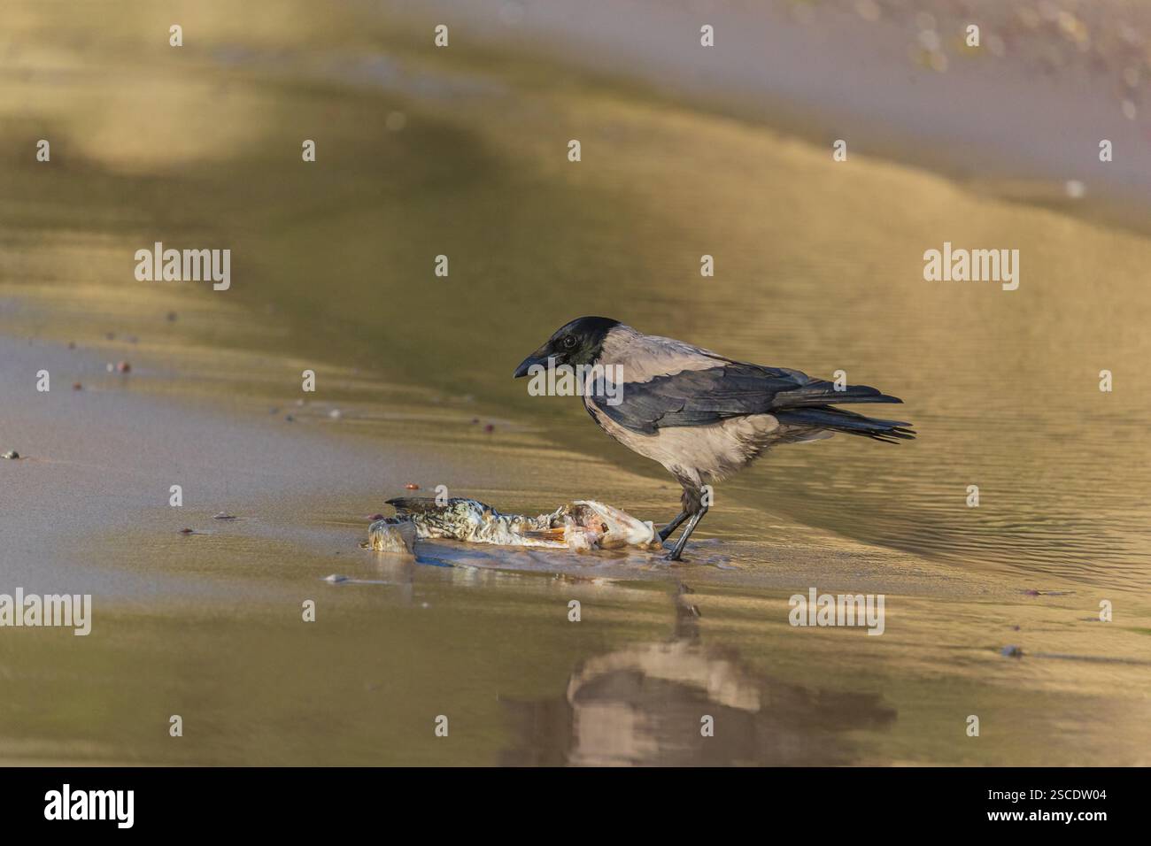 One adult hooded crow (Corvus cornix), eating a fish at a beach of the ...