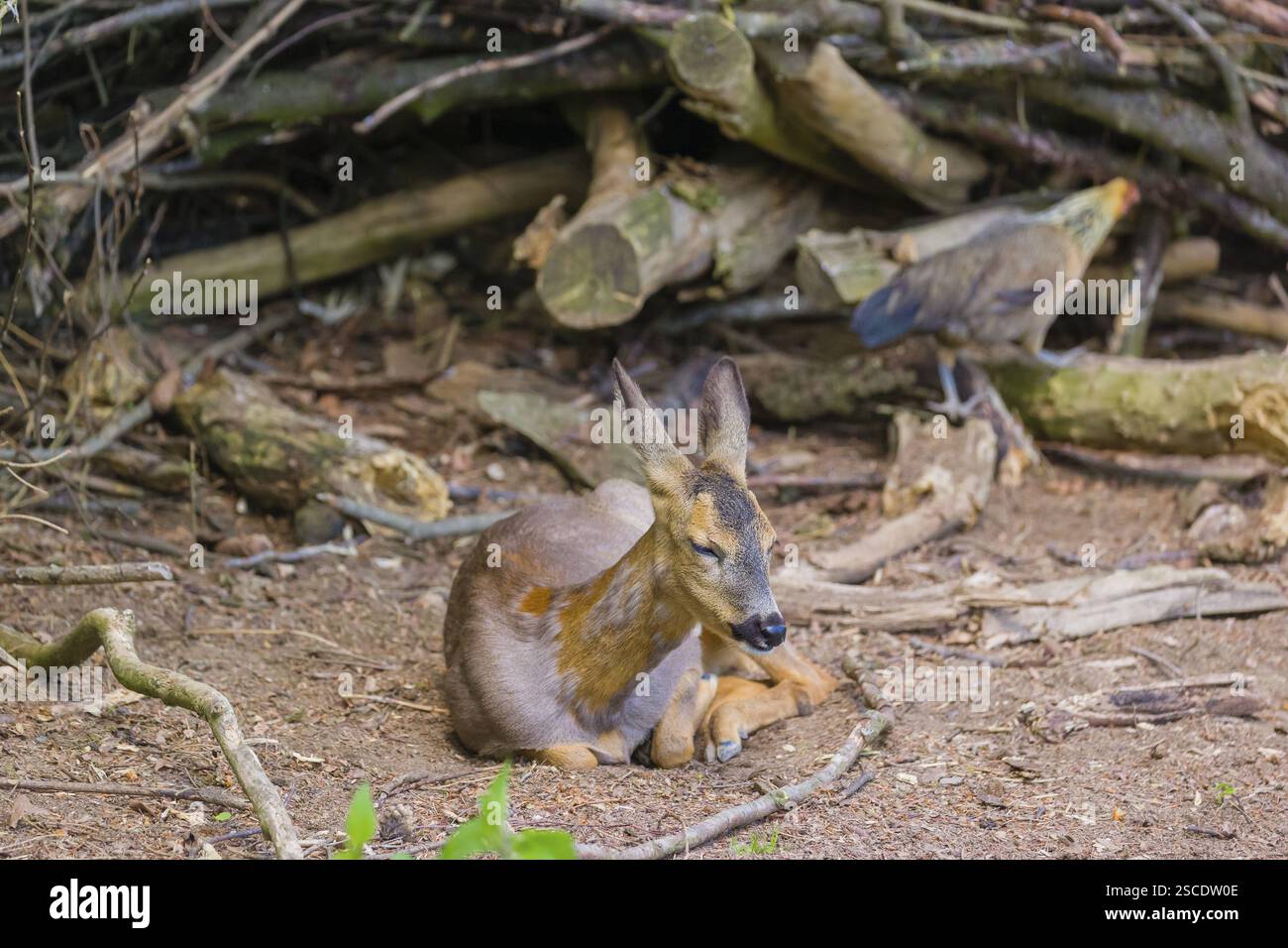 One female Roe Deer, (Capreolus capreolus), rests next to a pile of ...