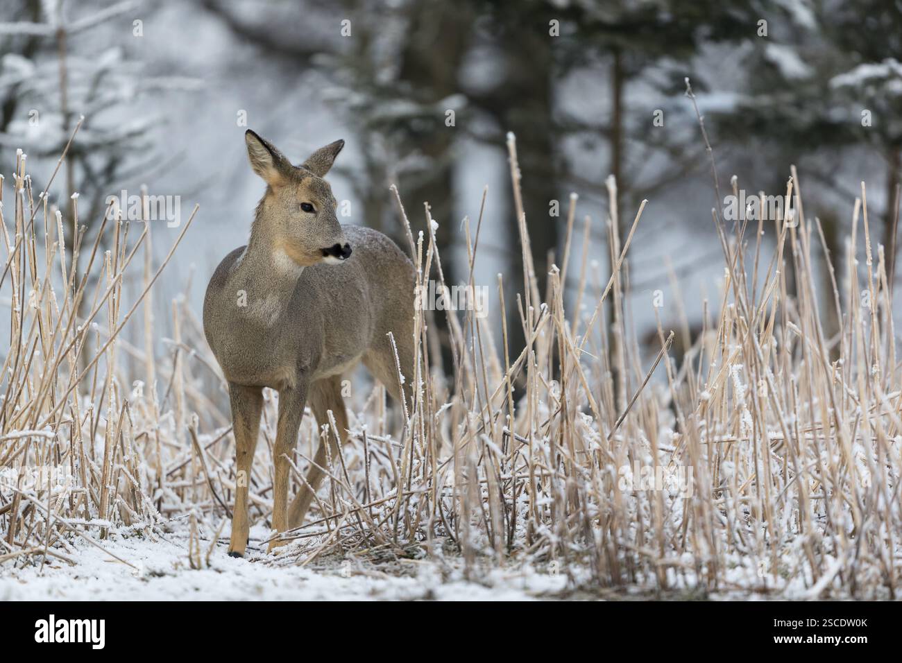 Roe deer between fir trees with hoar frost on the ground at minus 15 Â ...