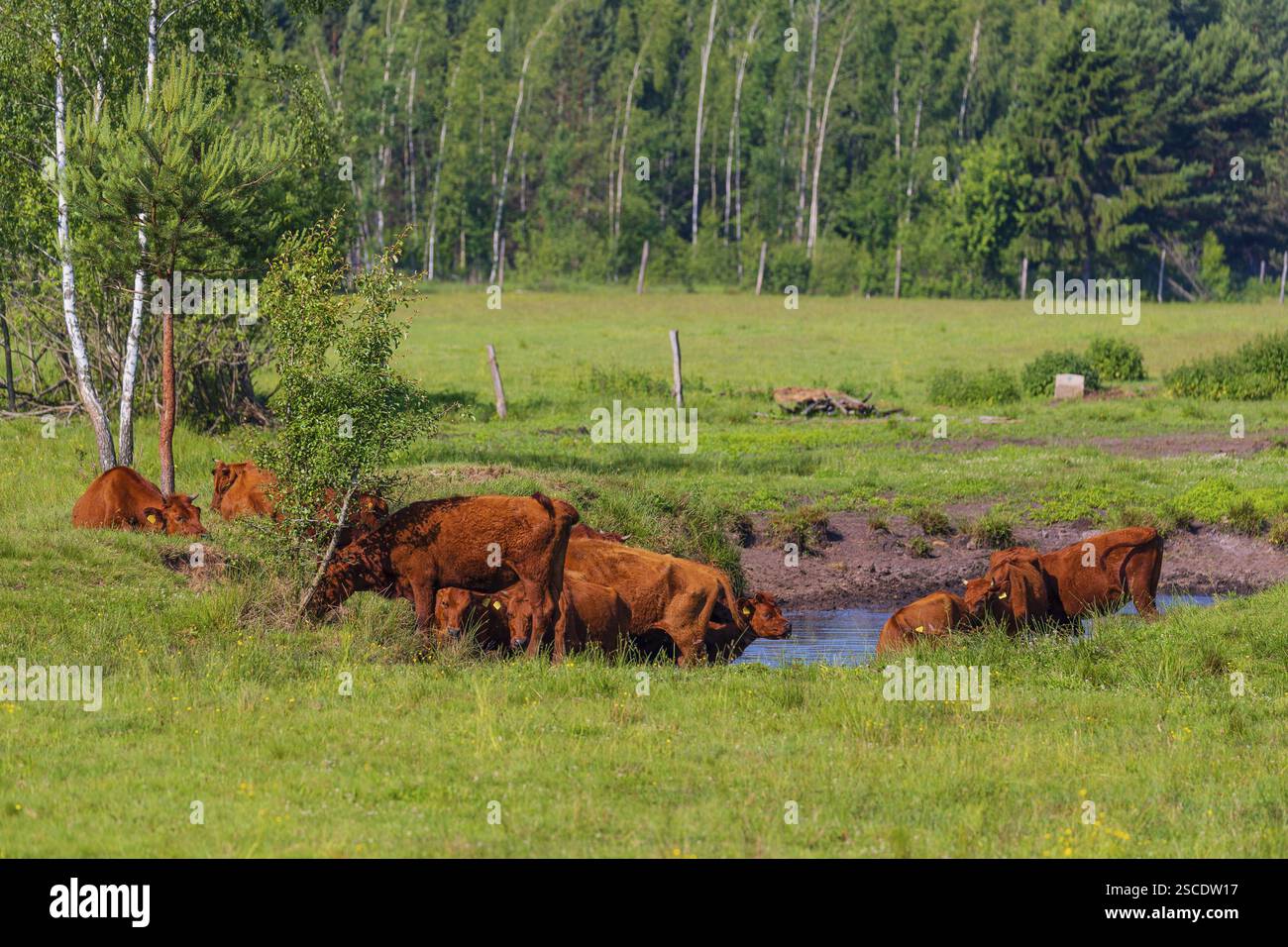 Polan area hi-res stock photography and images - Alamy