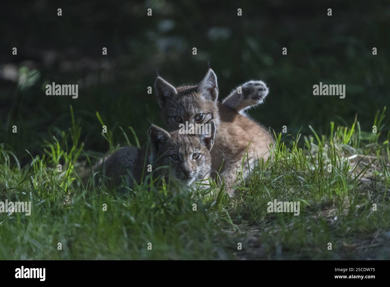Eurasian lynx, Lynx lynx. Three young animals playing in green grass ...