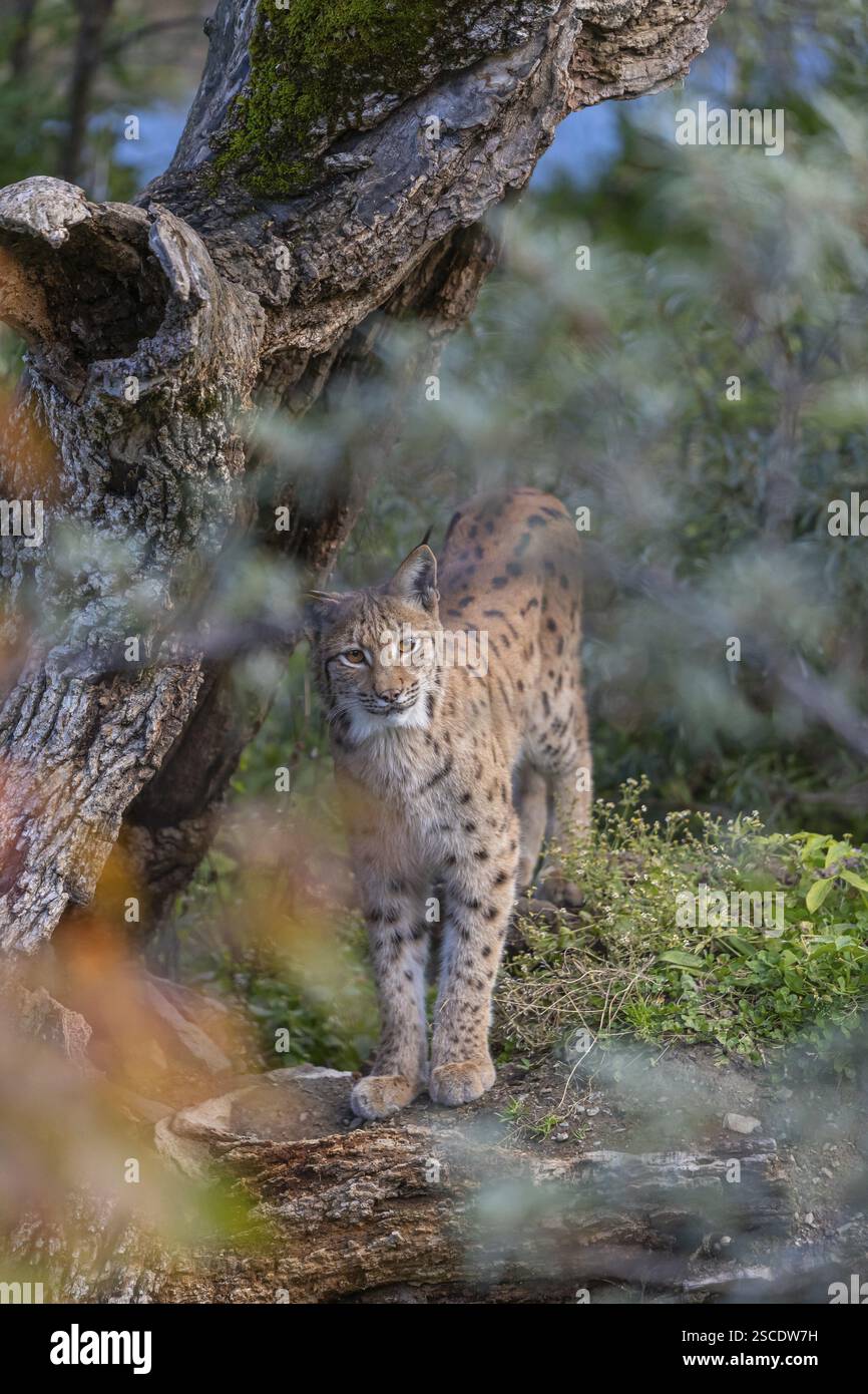 One Eurasian lynx, (Lynx lynx), standing on the forest floor in at a ...