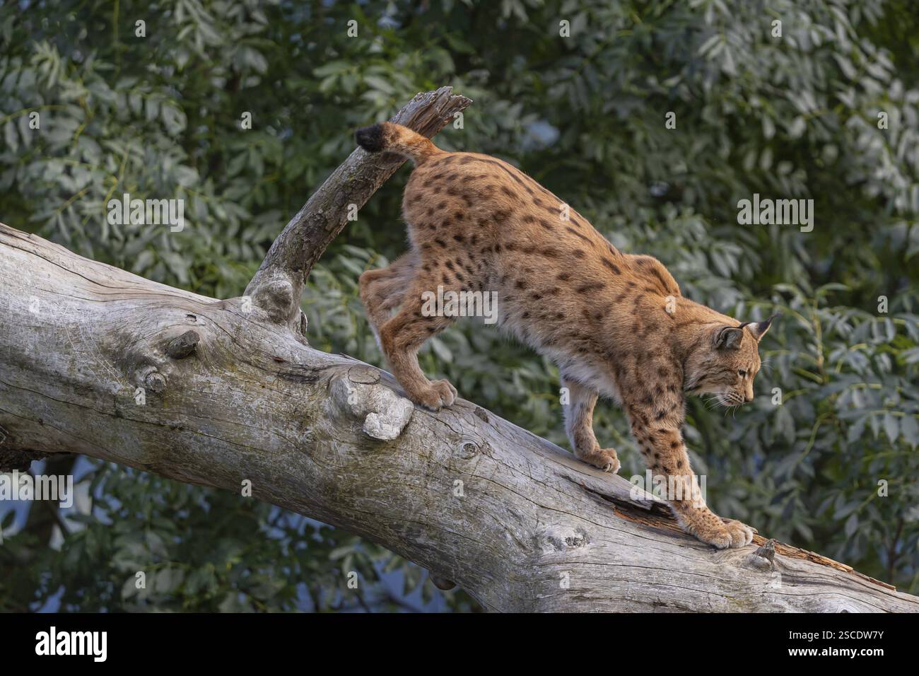 One Eurasian lynx, (Lynx lynx), walking down a fallen tree. Side view ...