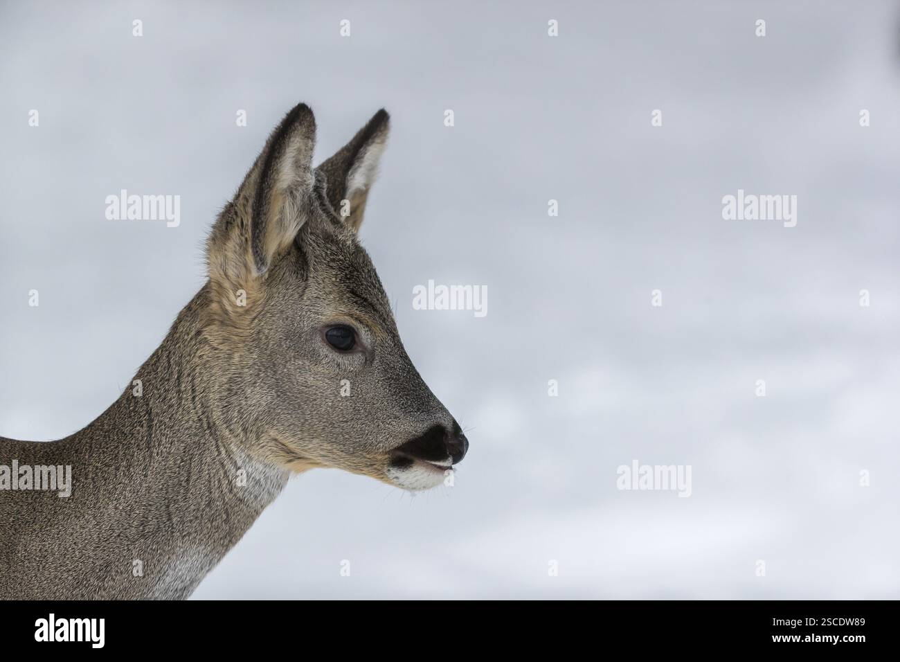Portrait of a young male Roe Deer, Roe buck (Capreolus capreolus ...