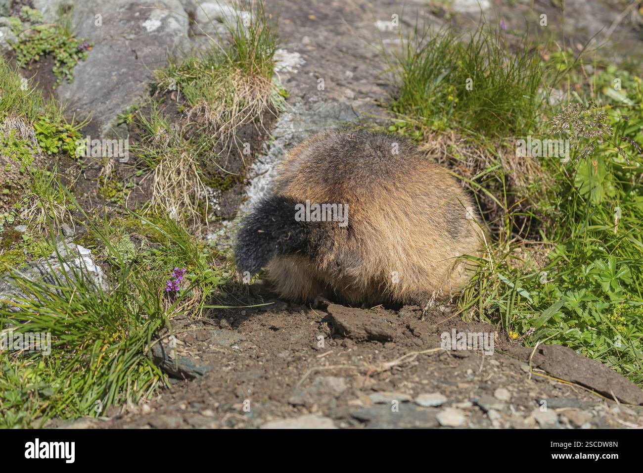 One adult Alpine Marmot, Marmota marmota, digging a den. Only the back ...