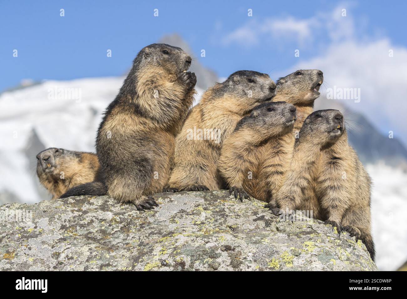 Group of Alpine Marmots, Marmota marmota, sideview portrait in early morning light ...