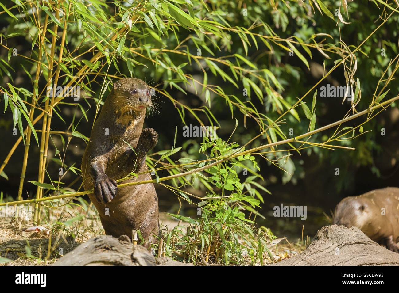 A giant otter or giant river otter (Pteronura brasiliensis) plays with ...