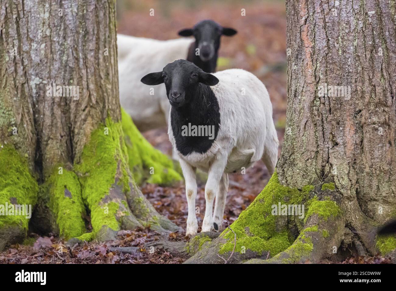 Two female Blackheaded Somali Sheep, Ovis aries, stand in an open ...