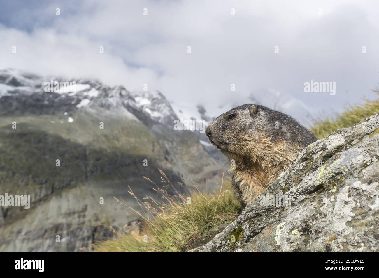 One Alpine Marmot, Marmota marmota, sitting on a cliff watching for ...