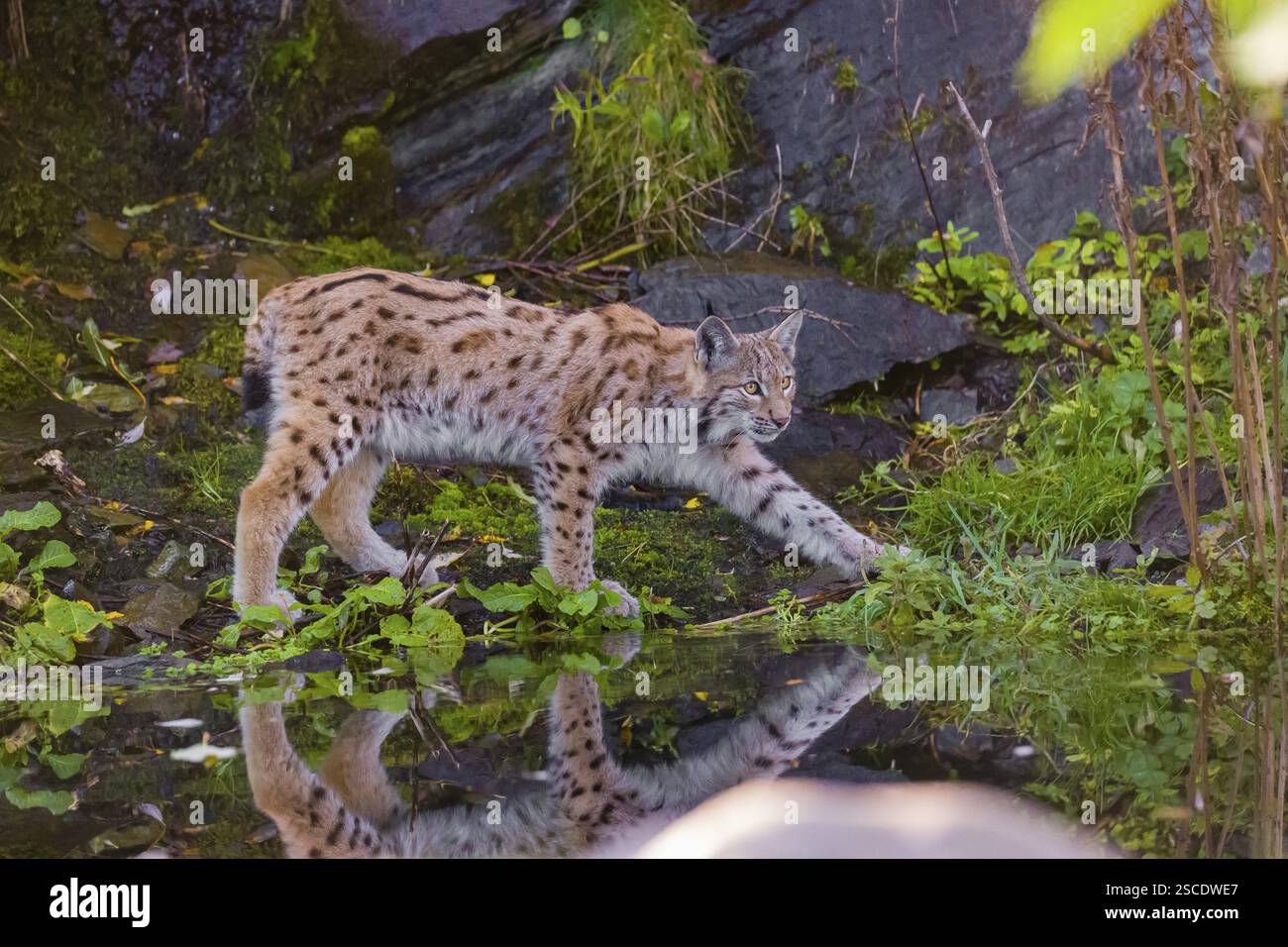 A Eurasian lynx, (Lynx lynx) runs between a small pond and a very small ...