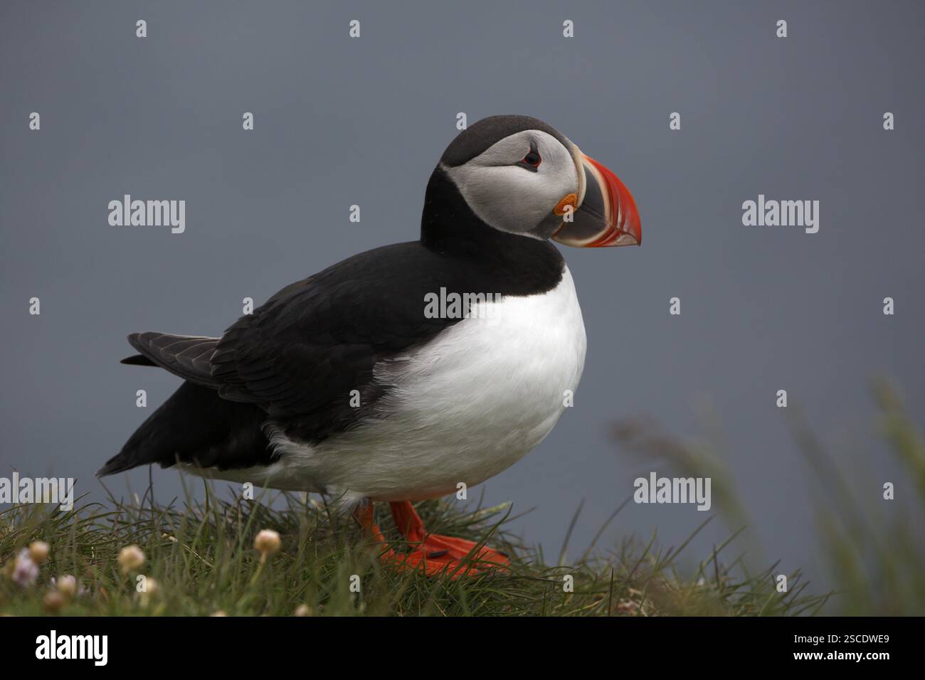 Atlantic Puffin, Common Puffin. Fratercula arctica, at the cliffs of ...